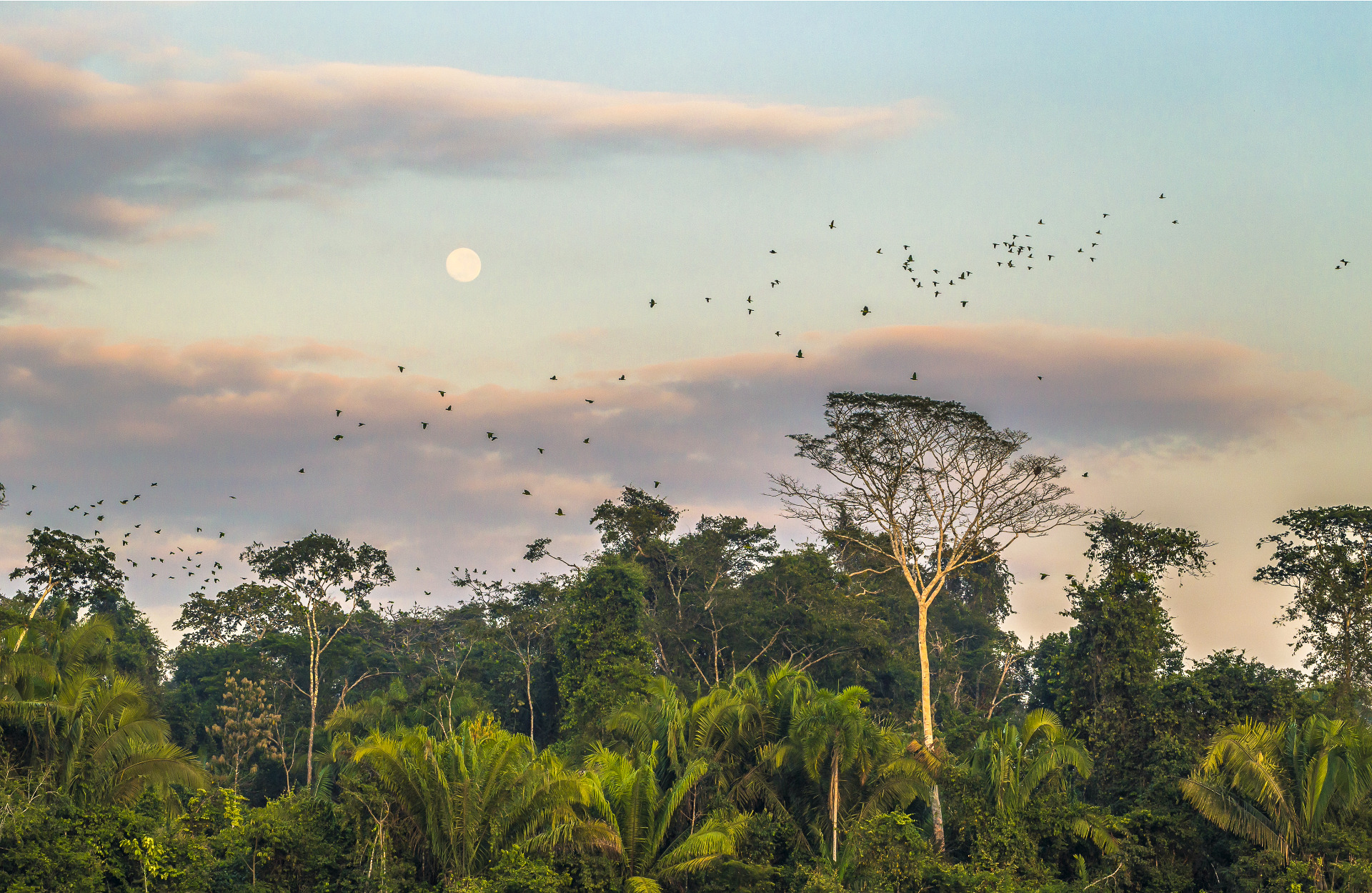 PERUVIAN AMAZON JUNGLE: THE PERFECT AGE - Natourandes
